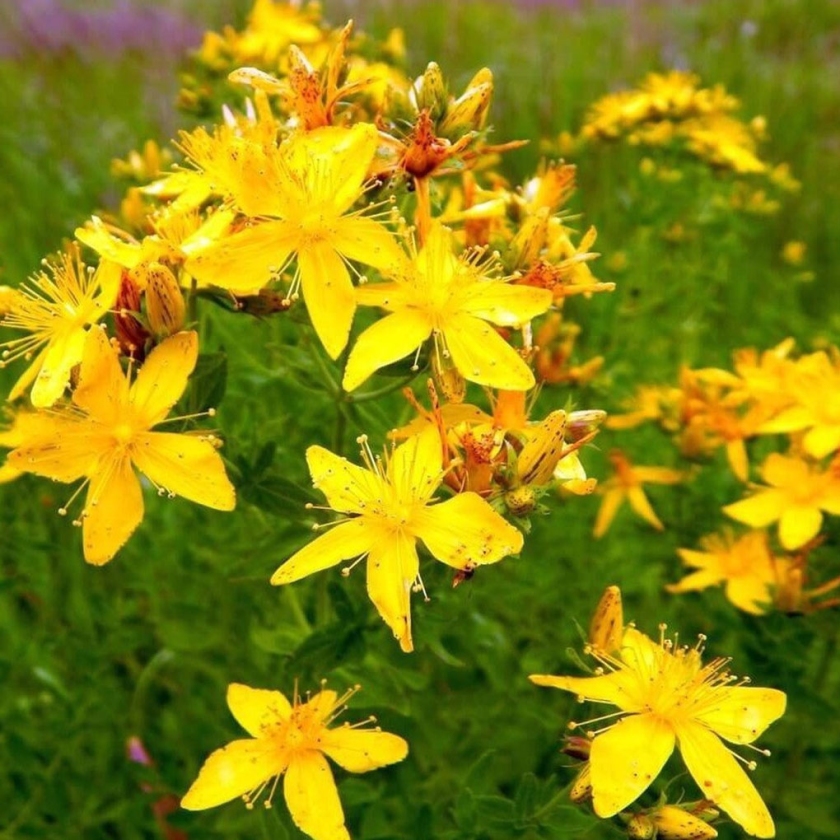 Kantaron Otu (Hypericum perforatum) ve Hiperisin – Altınterim Doğal Sağlık